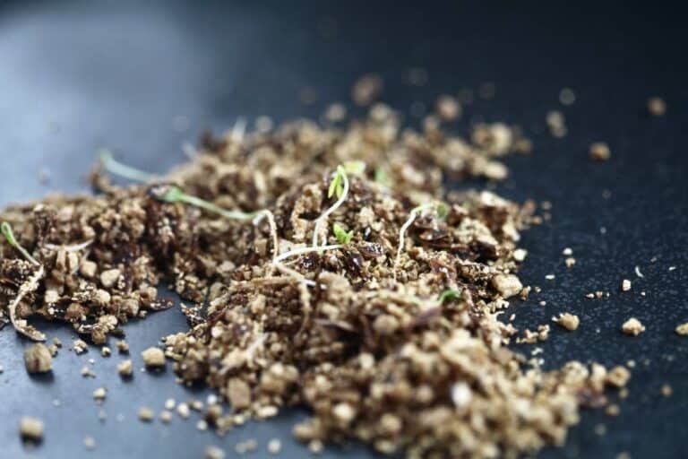 How To Grow Lilacs From Seed- Planting And Care - Farmhouse & Blooms