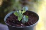 How To Grow Lilacs From Seed- Planting And Care - Farmhouse & Blooms