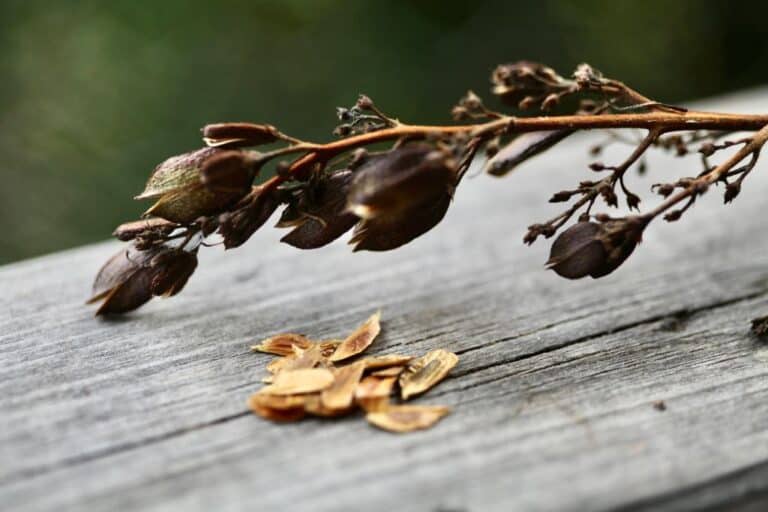 How To Grow Lilacs From Seed- Planting And Care - Farmhouse & Blooms