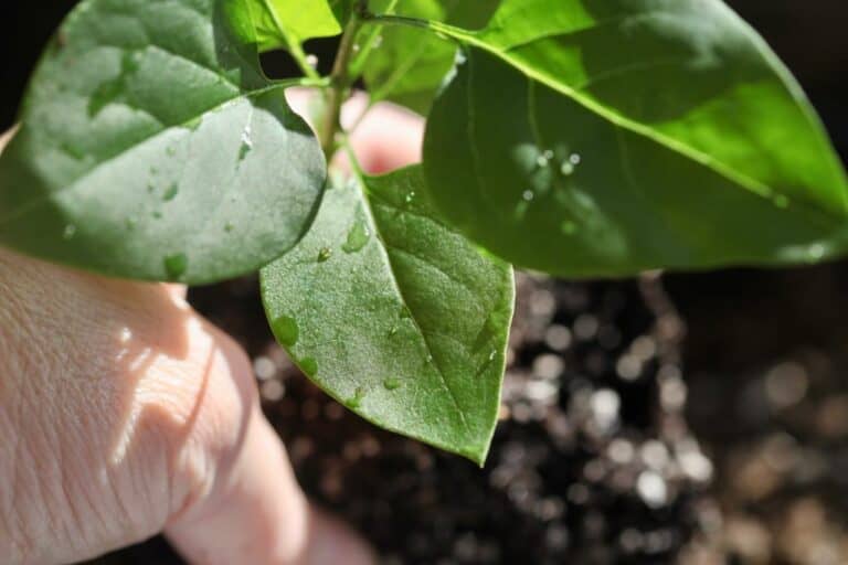 How To Grow Lilacs From Seed- Planting And Care - Farmhouse & Blooms