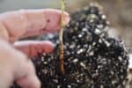 How To Grow Lilacs From Seed- Planting And Care - Farmhouse & Blooms