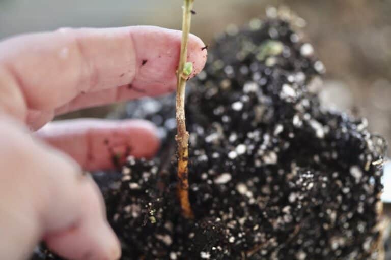 How To Grow Lilacs From Seed- Planting And Care - Farmhouse & Blooms