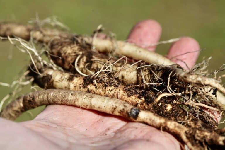 How To Make Chicory Root Tea (Or Coffee) | Farmhouse & Blooms