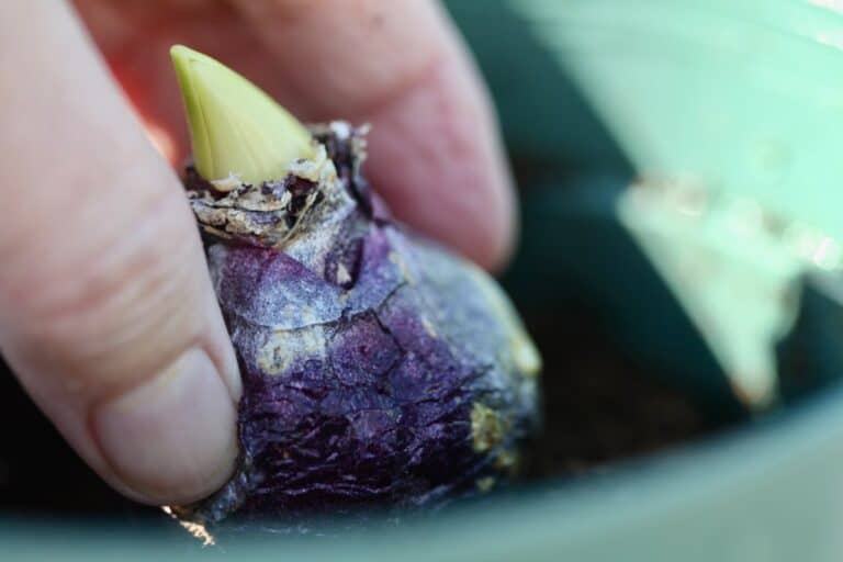 How To Force Hyacinth Bulbs Indoors | Farmhouse & Blooms