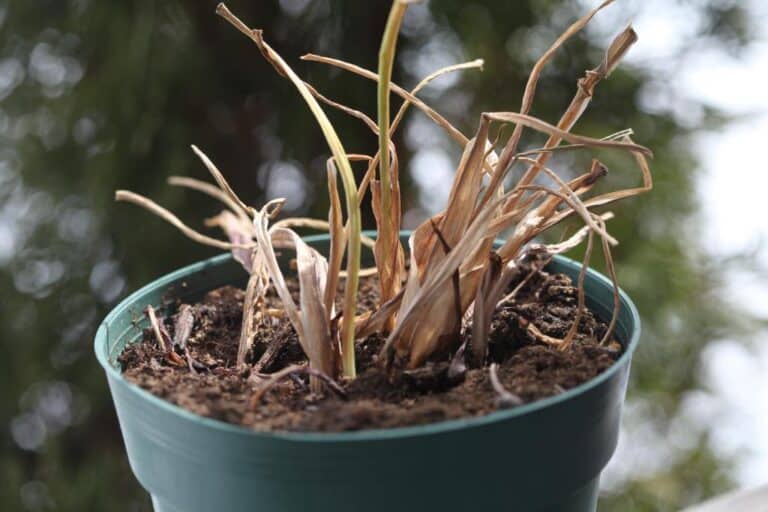 How To Grow Calla Lily From Seed- Planting And Care - Farmhouse & Blooms