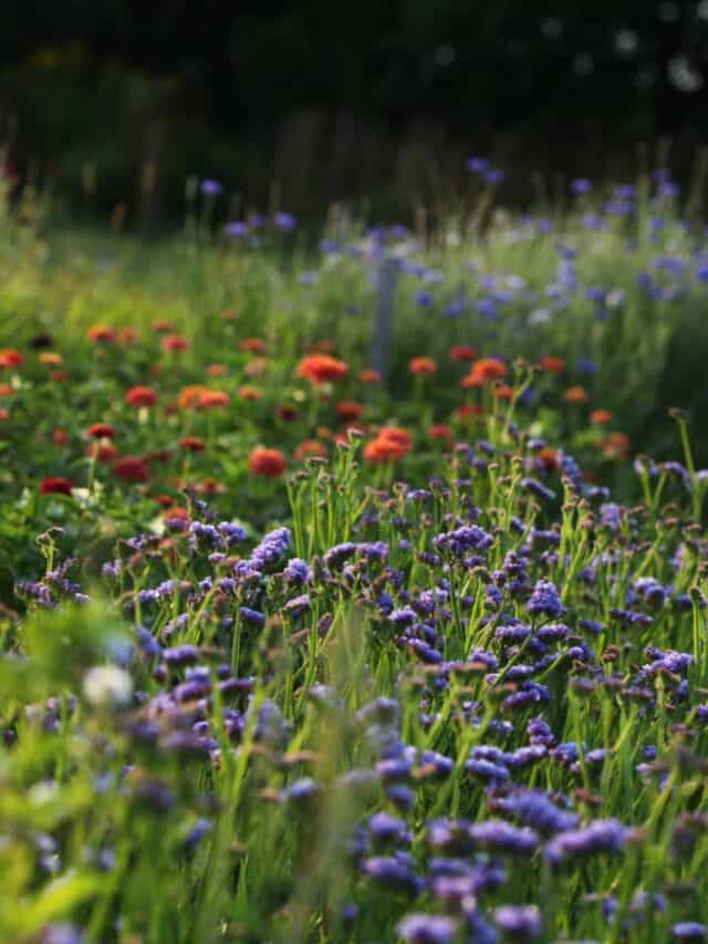 Growing Cut And Come Again Flowers In The Garden - Farmhouse & Blooms