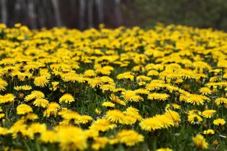 How To Make Dandelion Jelly | Farmhouse & Blooms