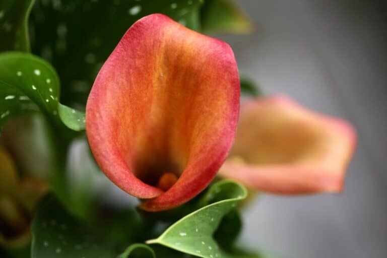 How To Grow Calla Lily From Seed- Planting And Care | Farmhouse & Blooms