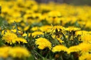 How To Roast Dandelion Root For Tea (Or Coffee) | Farmhouse & Blooms