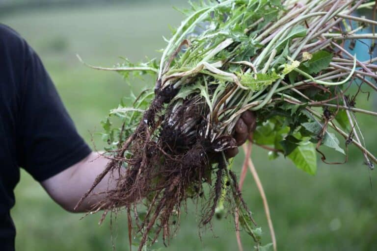 How To Roast Dandelion Root For Tea (Or Coffee) | Farmhouse & Blooms