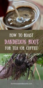How To Roast Dandelion Root For Tea (Or Coffee) | Farmhouse & Blooms