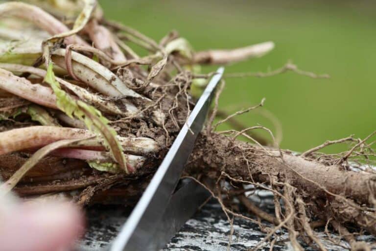 How To Roast Dandelion Root For Tea (Or Coffee) - Farmhouse & Blooms