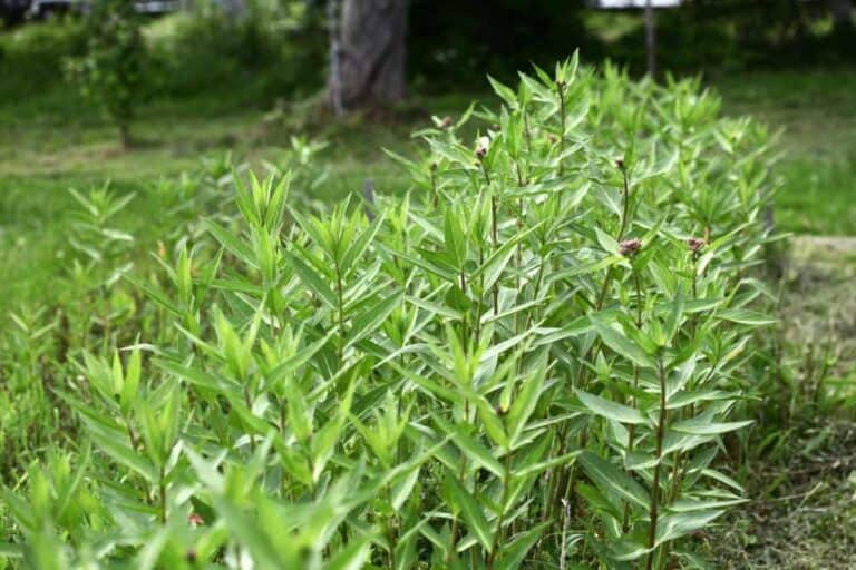 How To Grow Swamp Milkweed- Planting And Care | Farmhouse & Blooms