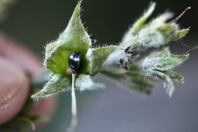 How To Harvest Comfrey Seeds- Collection And Storage | Farmhouse & Blooms