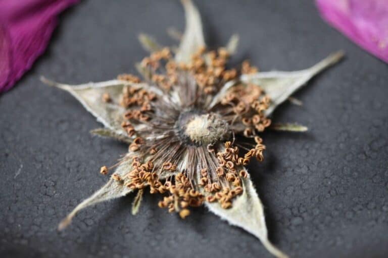 How To Press Roses- Preserve Your Blooms - Farmhouse & Blooms