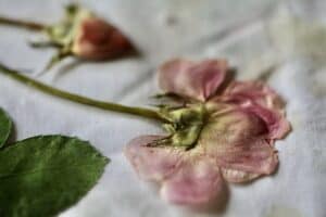 How To Press Roses- Preserve Your Blooms - Farmhouse & Blooms