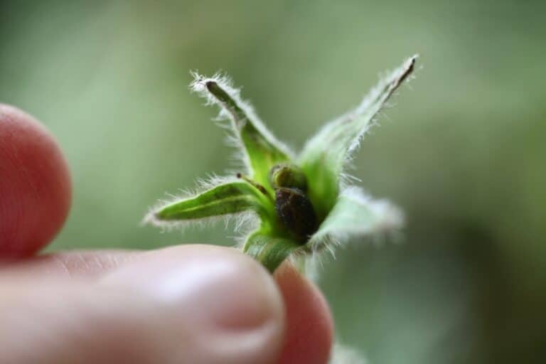 How To Harvest Borage Seeds- Collection And Storage | Farmhouse & Blooms