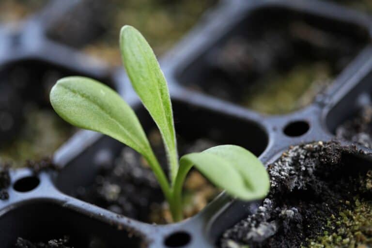Growing Perennial Bachelor Buttons In The Garden | Farmhouse & Blooms