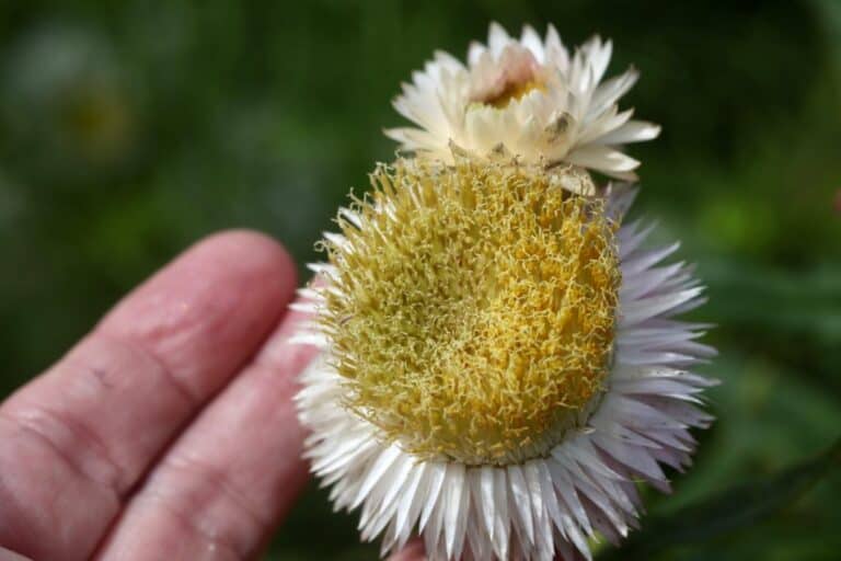 How to Grow Strawflowers- Planting, Care, And Harvest - Farmhouse & Blooms