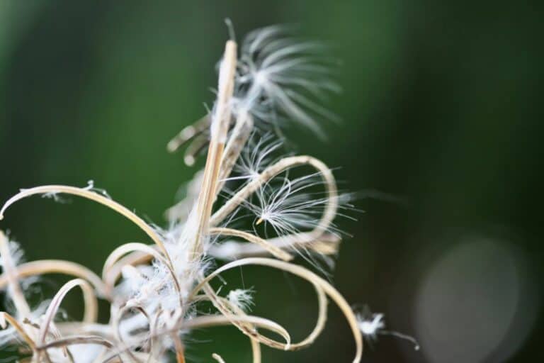 The Art Of Collecting Fireweed Seeds- Collection And Storage ...