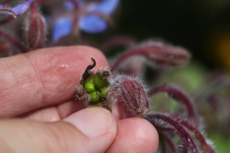 How To Harvest Borage Seeds- Collection And Storage - Farmhouse & Blooms