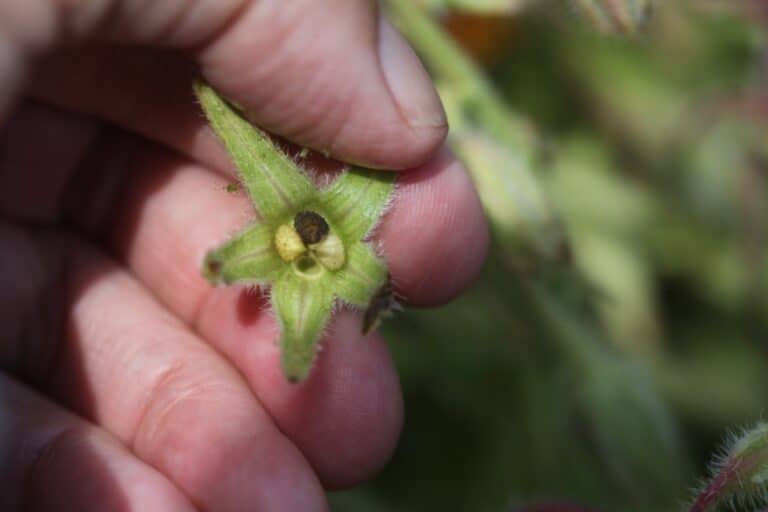 How To Harvest Borage Seeds- Collection And Storage | Farmhouse & Blooms