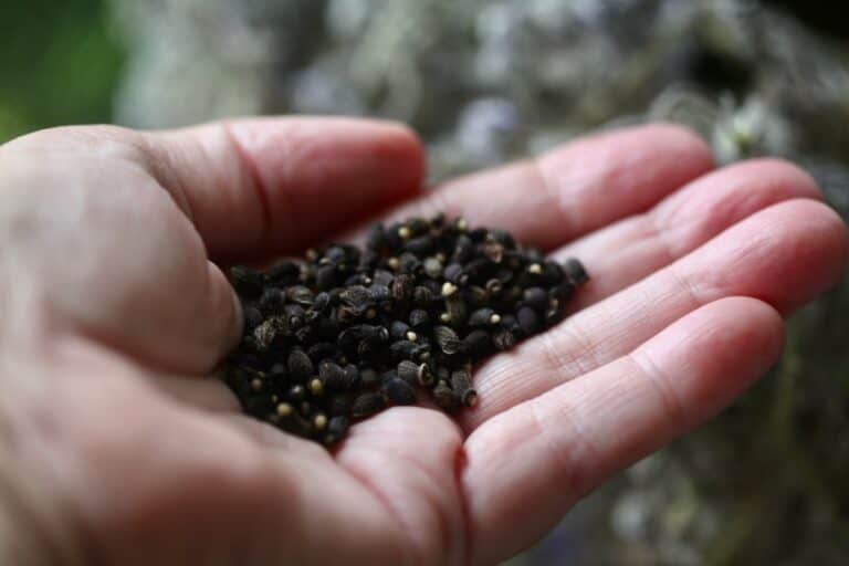 How To Harvest Borage Seeds- Collection And Storage | Farmhouse & Blooms