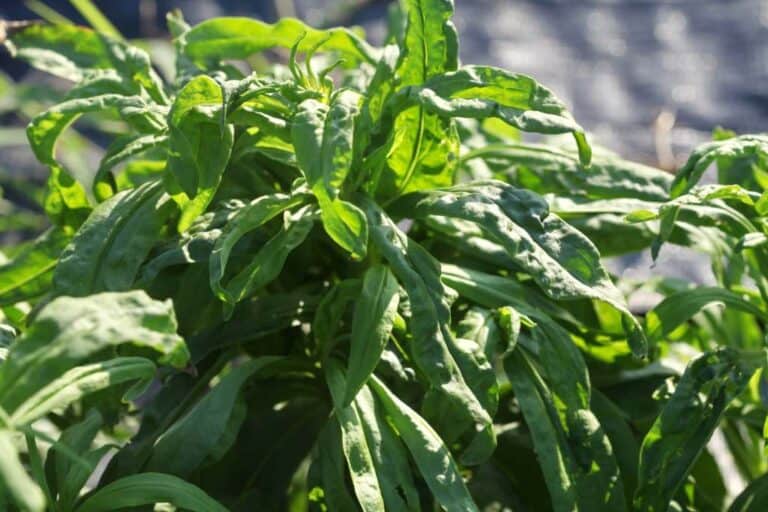 How to Grow Strawflowers- Planting, Care, And Harvest - Farmhouse & Blooms