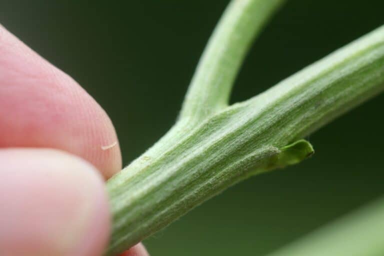 How to Grow Strawflowers- Planting, Care, And Harvest - Farmhouse & Blooms