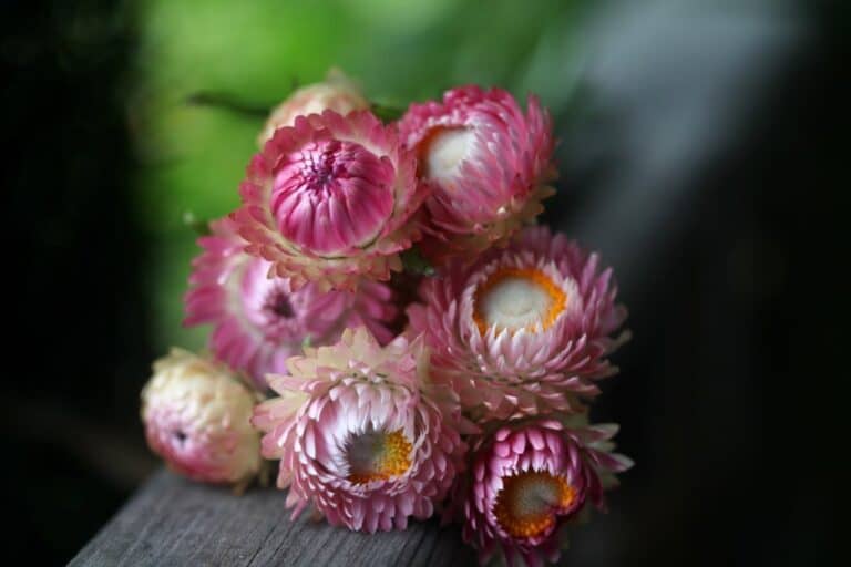 How to Grow Strawflowers- Planting, Care, And Harvest | Farmhouse & Blooms