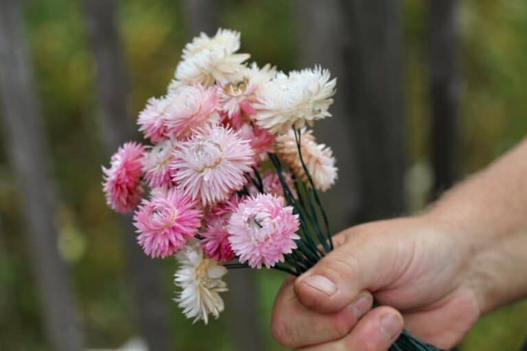 How To Wire Strawflowers - Farmhouse & Blooms
