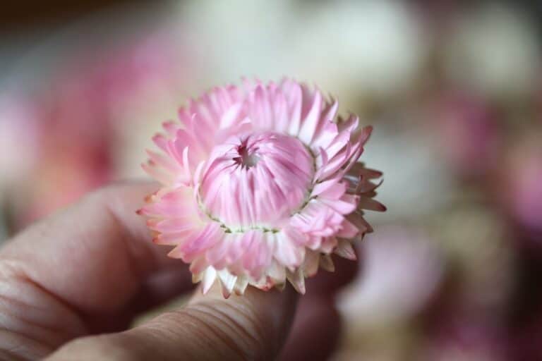 How To Wire Strawflowers - Farmhouse & Blooms