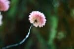 How To Wire Strawflowers - Farmhouse & Blooms