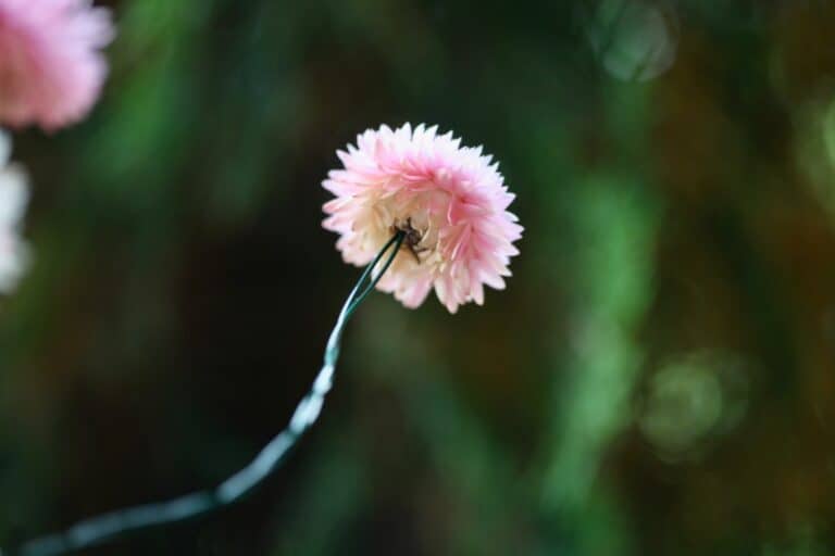 How To Wire Strawflowers - Farmhouse & Blooms