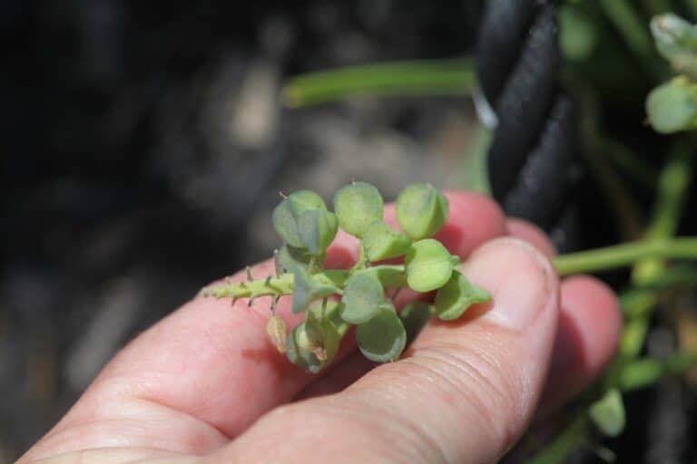 How To Collect Muscari Seeds: A Guide For Gardeners | Farmhouse & Blooms