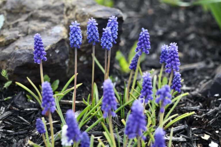 How To Collect Muscari Seeds: A Guide For Gardeners - Farmhouse & Blooms