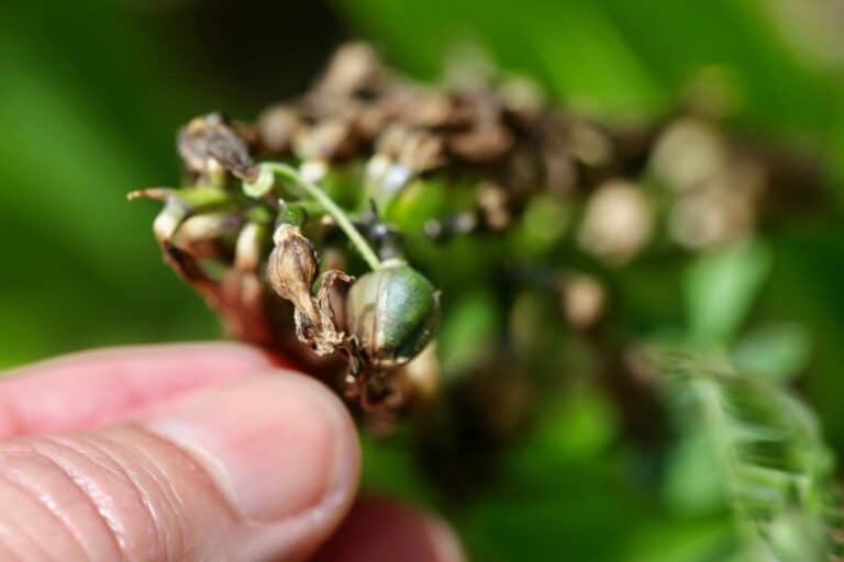 Hyacinth Bulb Care After Flowering- A Step By Step Guide - Farmhouse ...