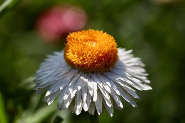 How To Harvest Strawflower Seeds: Collection And Storage - Farmhouse ...