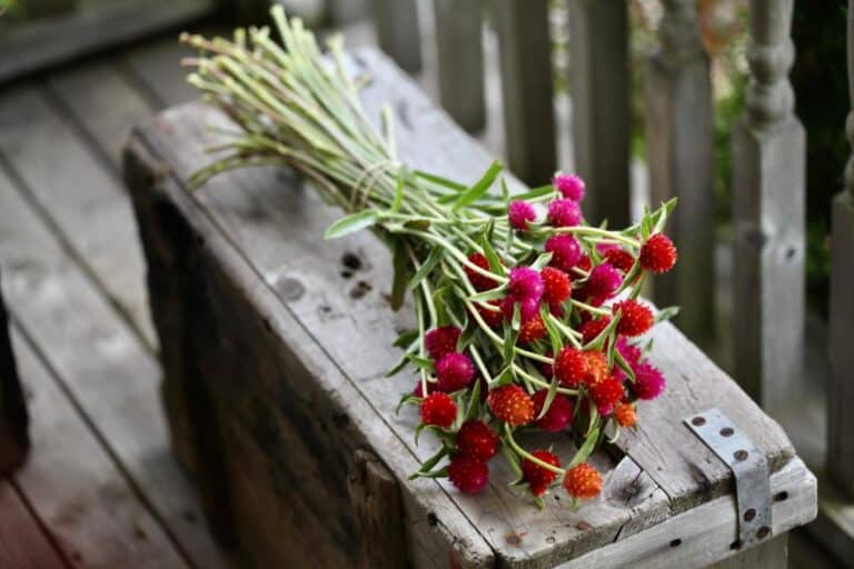 The Art Of Pinching Plants For Growth And Flowering | Farmhouse & Blooms