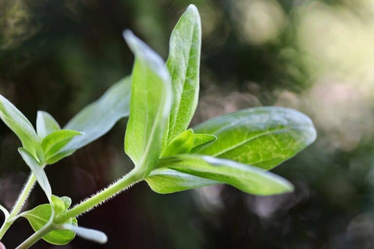 The Art Of Pinching Plants For Growth And Flowering | Farmhouse & Blooms
