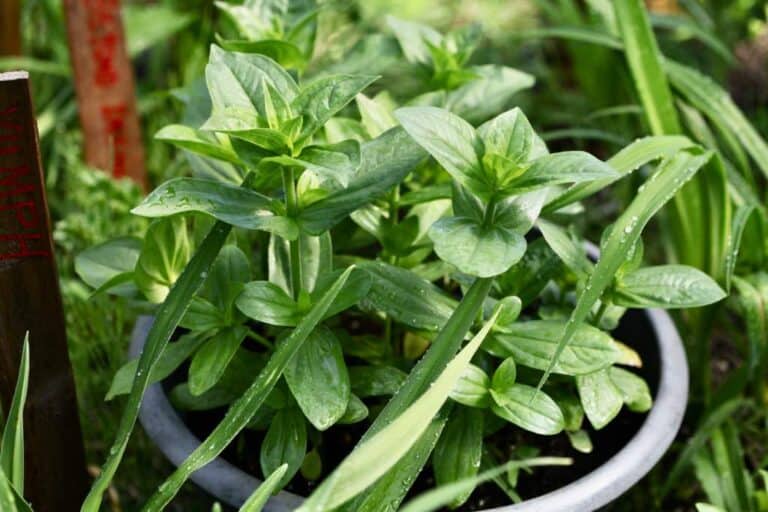 The Art Of Pinching Plants For Growth And Flowering | Farmhouse & Blooms