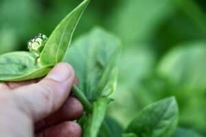 The Art Of Pinching Plants For Growth And Flowering - Farmhouse & Blooms