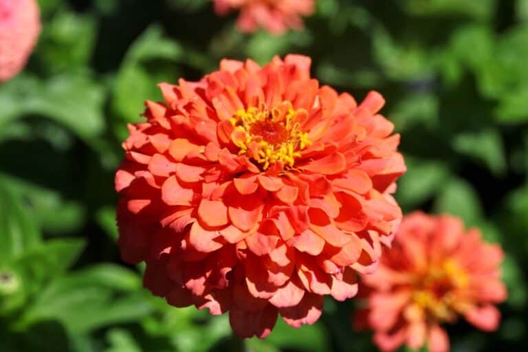 The Art Of Pinching Plants For Growth And Flowering | Farmhouse & Blooms