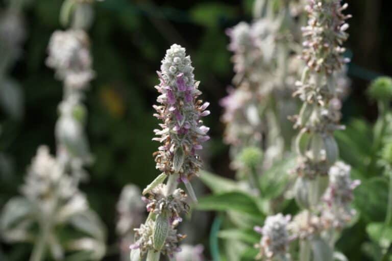 How To Grow Lamb's Ear- Stachys Byzantina | Farmhouse & Blooms
