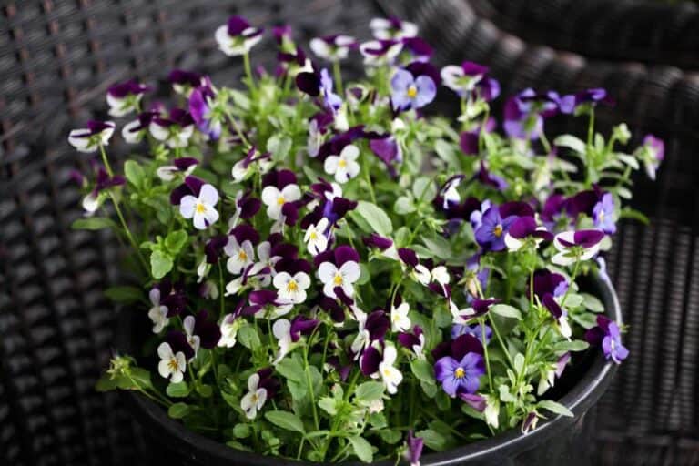 How To Care For Pansies In Pots- Potted Pansy Care | Farmhouse & Blooms