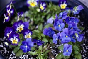 How To Care For Pansies In Pots- Potted Pansy Care | Farmhouse & Blooms