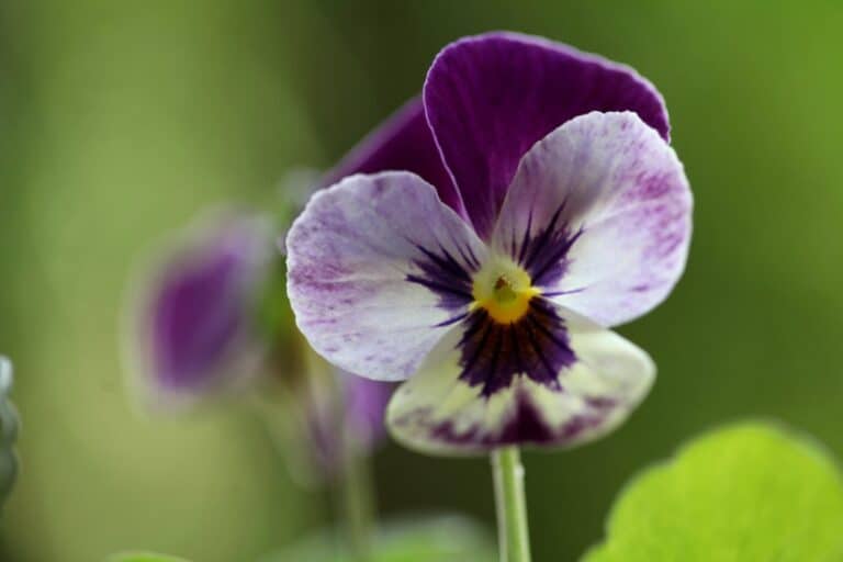 How To Care For Pansies In Pots- Potted Pansy Care - Farmhouse & Blooms