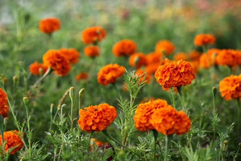 When To Start Marigold Seeds Indoors For Early Summer Blooms ...