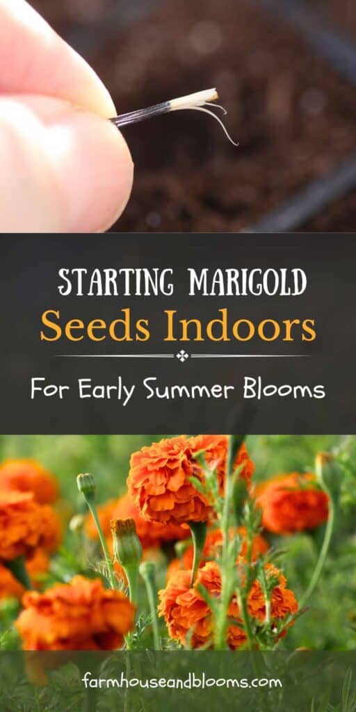 When To Start Marigold Seeds Indoors For Early Summer Blooms ...
