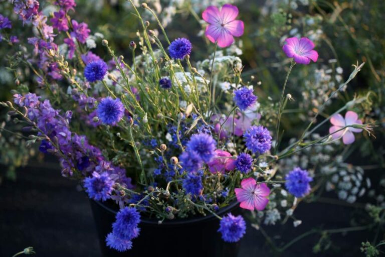 How To Start A Cut Flower Garden For Beginners | Farmhouse & Blooms